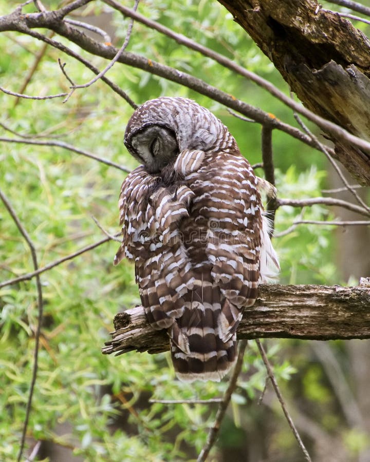 Barred Owl Head Turned Back Preening Left Shoulder Stock Photo - Image ...