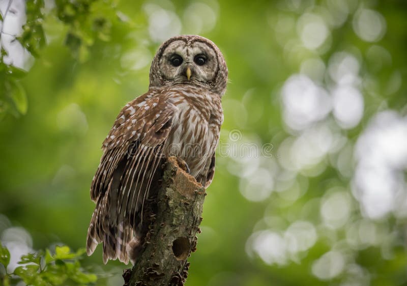 Barred Owl Looking Down Stock Photos - Free & Royalty-Free Stock Photos ...
