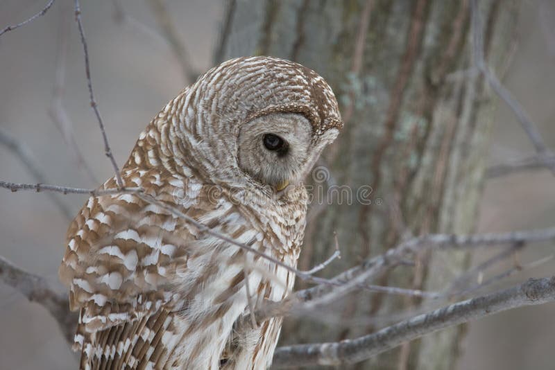 Barred Owl Looking Down Stock Photos - Free & Royalty-Free Stock Photos ...