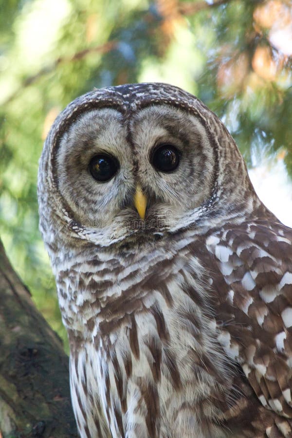 Barred Owl stock image. Image of beak, barred, camera - 40878419