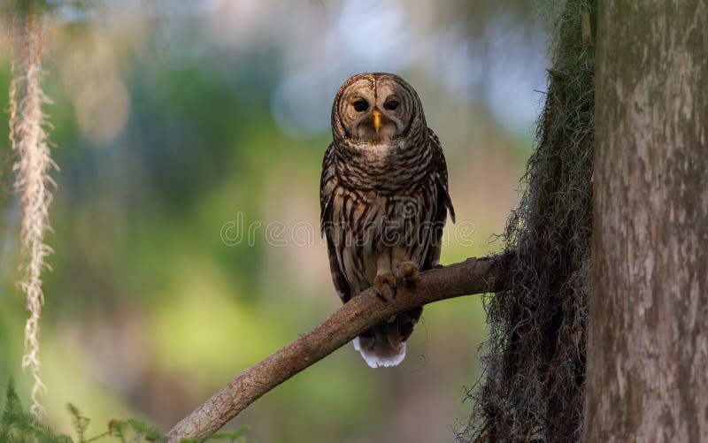 Barred Owl perch on a Tree stock photo. Image of woot - 278197014