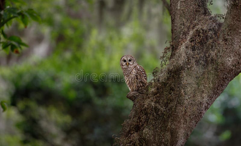 Barred Owl perch on a Tree stock photo. Image of reptile - 278197030