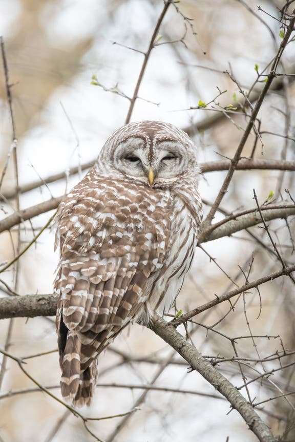 Barred Owl stock photo. Image of fauna, animal, avian - 375067664