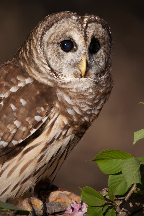 Barred Owl Perched on Log stock photo. Image of animals - 182396054