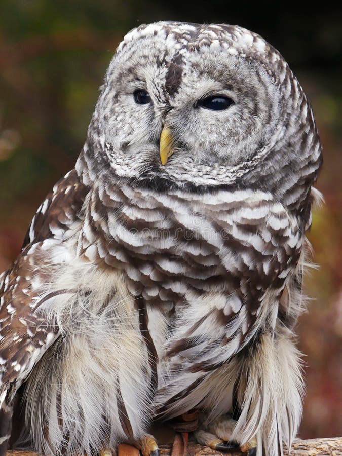 Barred Owl stock photo. Image of nocturnal, bird, predators - 358508112