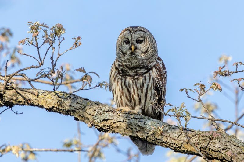 A Barred Owl Perched on Tree Branch. Blue Sky Background Stock Image ...