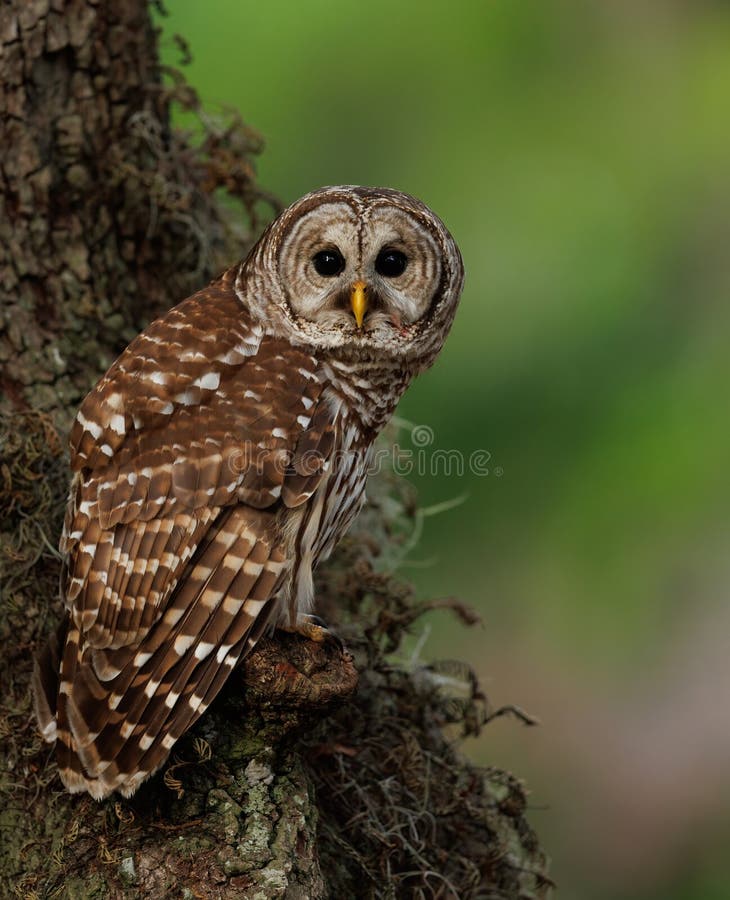 Close Up of Barred Owl Perched on a Tree Stock Photo - Image of leaf ...