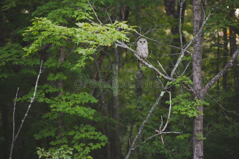 Barred Owl Perched on a Tree Branch in a Forest with Green Trees Stock ...