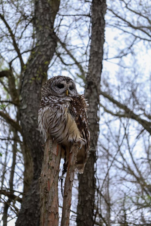 Barred Owl Perched on a Tree Branch in a Forest Setting, Surrounded by ...