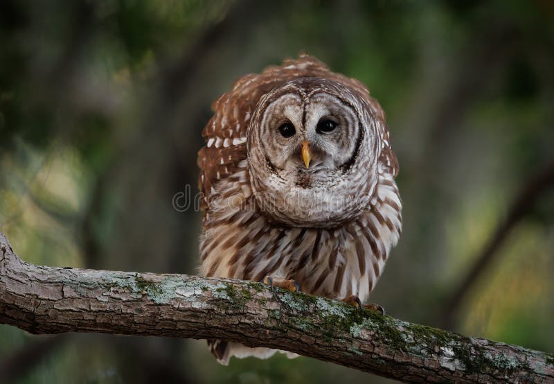 Barred Owl perch on a Tree stock image. Image of plant - 278197017