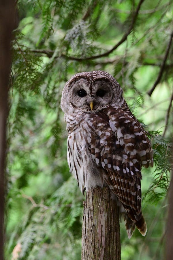 Barred Owl Perched in a Tree Looking Down at Ground Hunting Stock Image ...