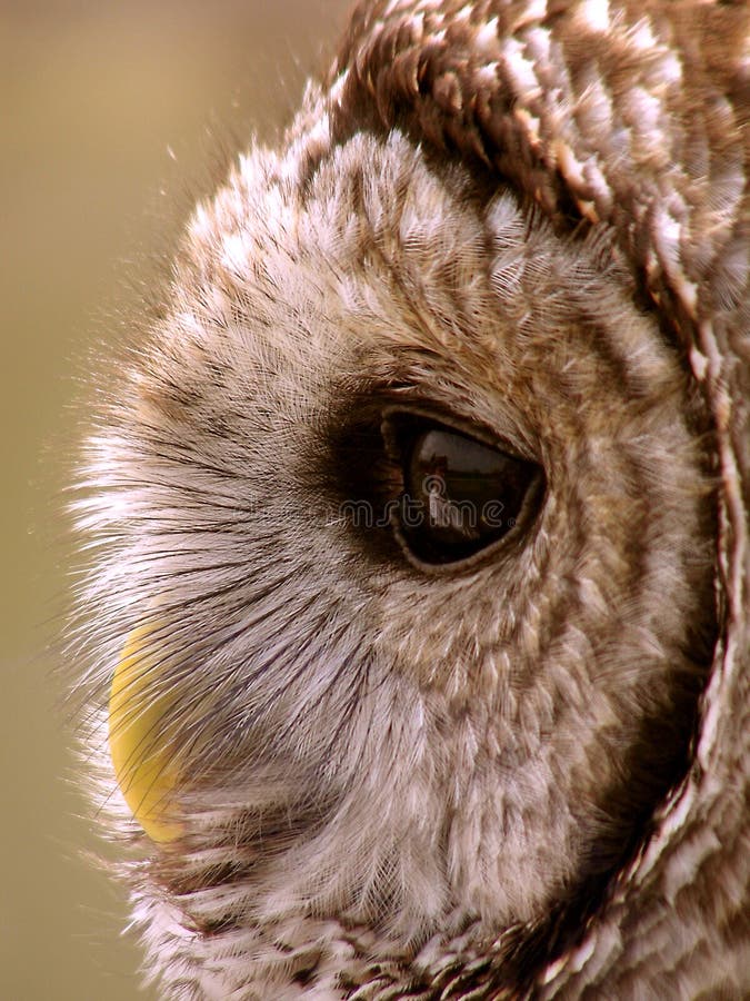 Beauteous Barred Owl Profile Stock Photo - Image of head, profile: 33682144