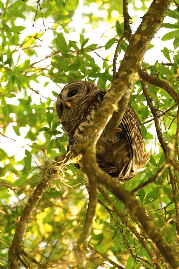 Barred Owl Resting in an Oak Tree Stock Photo - Image of barred, bird ...