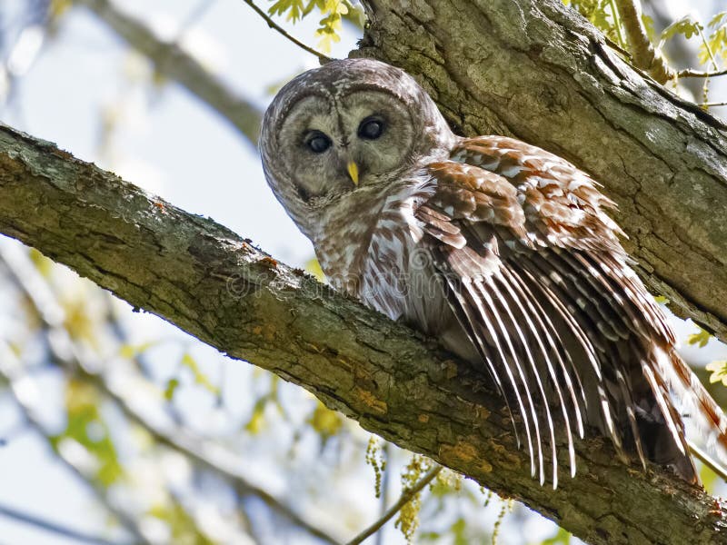 Barred Owl stock photo. Image of wildlife, schreech, wing - 71581946