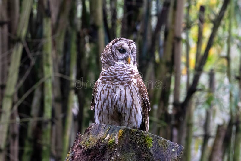 Barred Owl Sitting on Tree Stump, Looking To the Side.Trees in ...