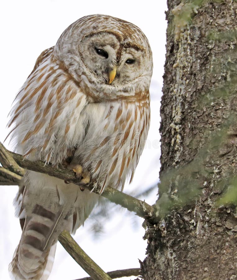 Barred Owl Standing on a Fir Tree Branch Stock Image - Image of ...