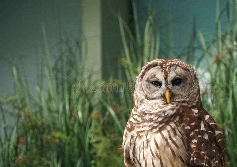 A Barred Owl Standing and Staring Away Stock Image - Image of wildlife ...
