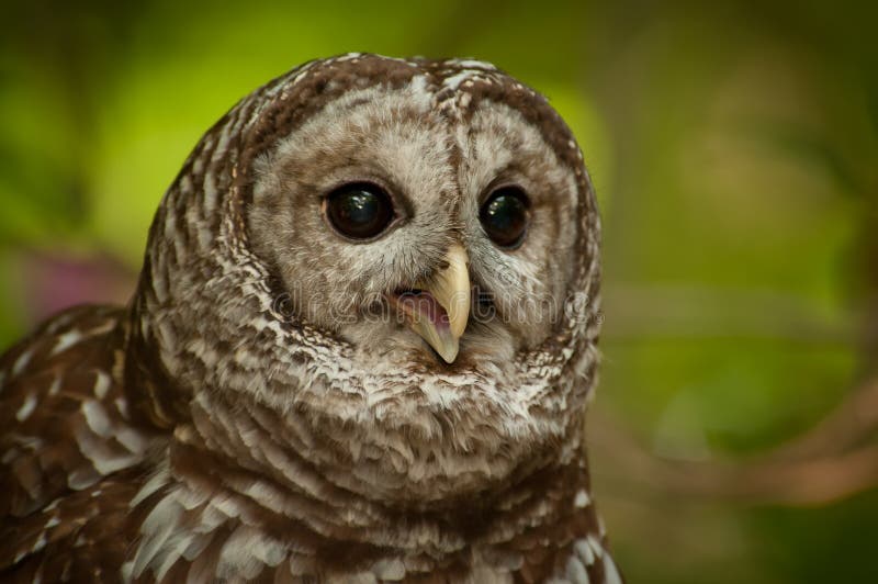 Barred Owl (Strix varia) stock photo. Image of natural - 19502296