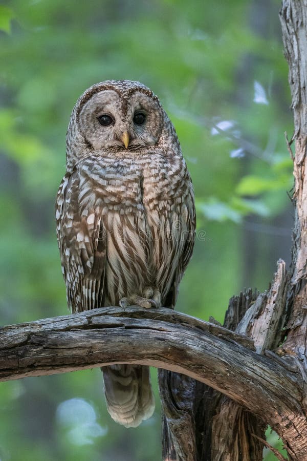 Barred Owl Strix varia stock photo. Image of wild, face - 155497570