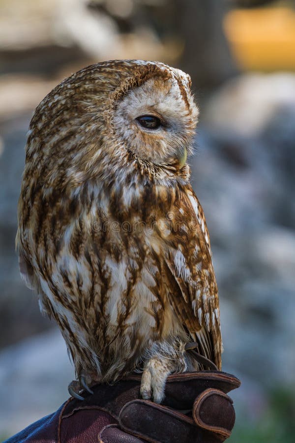 Barred owl (strix varia) stock image. Image of predator - 42171523
