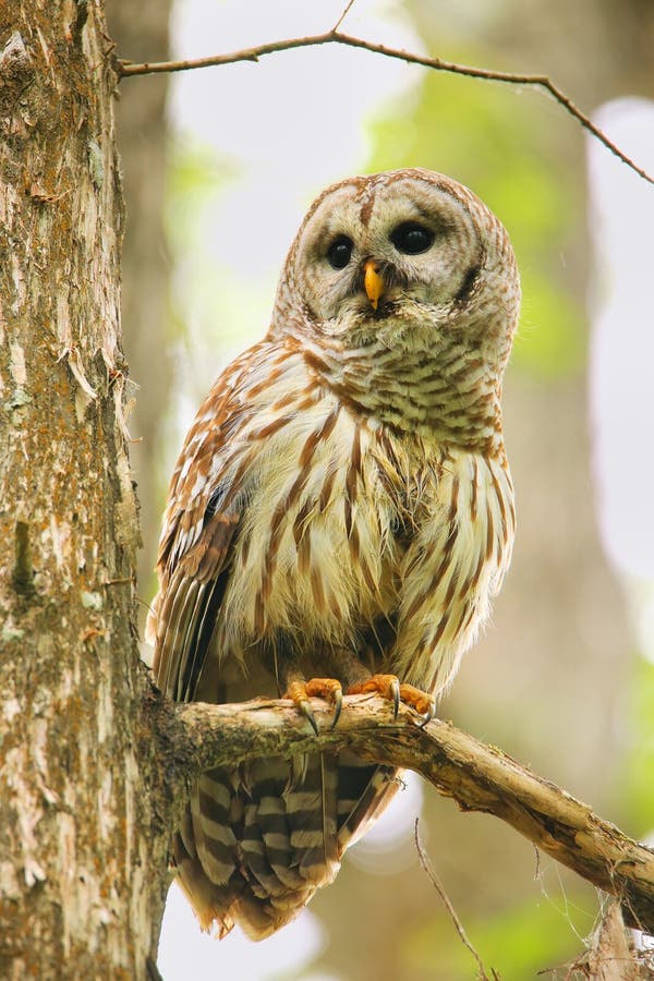 Barred Owl (Strix Varia) Sitting on a Tree Stock Image - Image of fauna ...