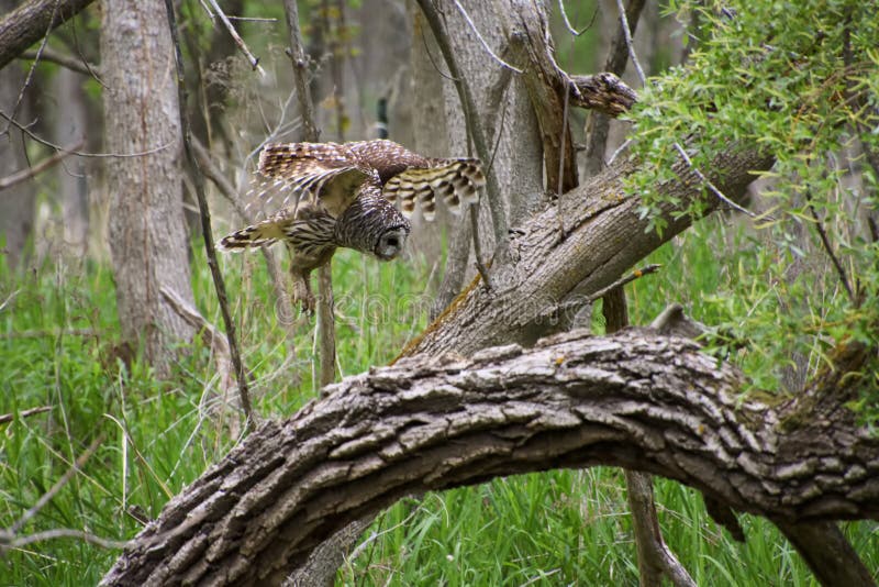 Barred Owl Swooping Down To Capture Prey Stock Image - Image of soft ...