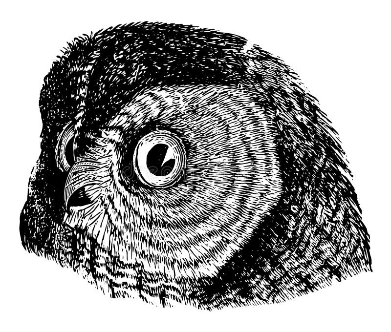 Barred Owl Vintage Illustration Stock Vector - Illustration of white ...