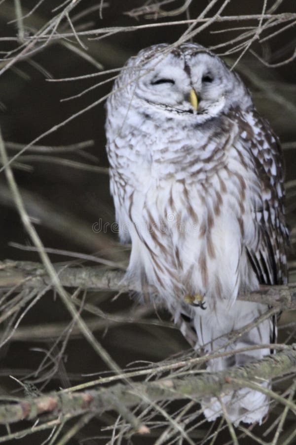 Barred Owl Winking stock image. Image of sleeping, brown - 261347049