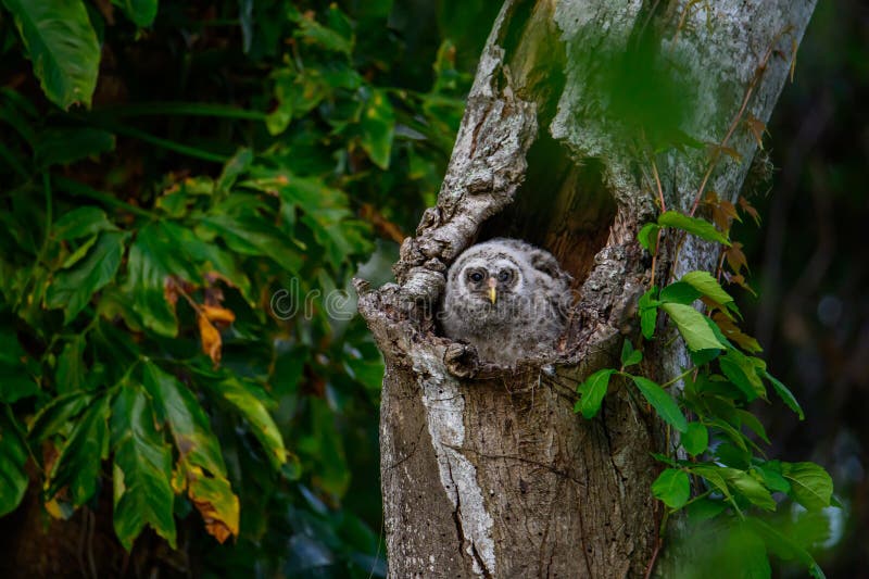 Barred Owlet Stepping Out of Its Hollow Burrow Stock Photo - Image of ...
