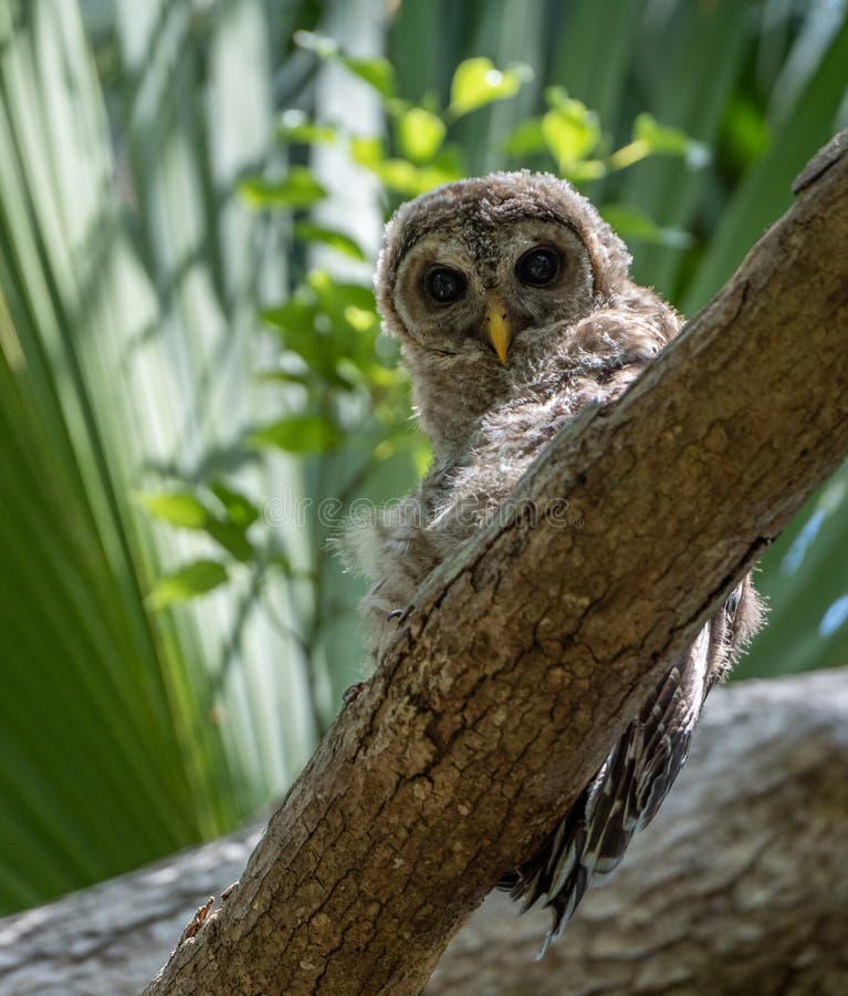 Barred Owlet in the Tree stock photo. Image of pair - 148095782