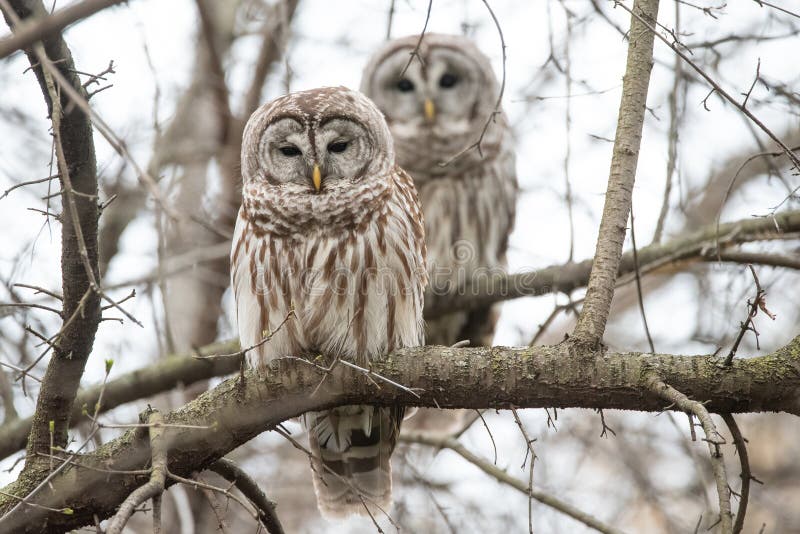 Barred Owls stock photo. Image of outdoors, migration - 375067814