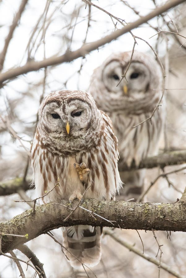 Barred Owls stock image. Image of wisconsin, county - 375068467