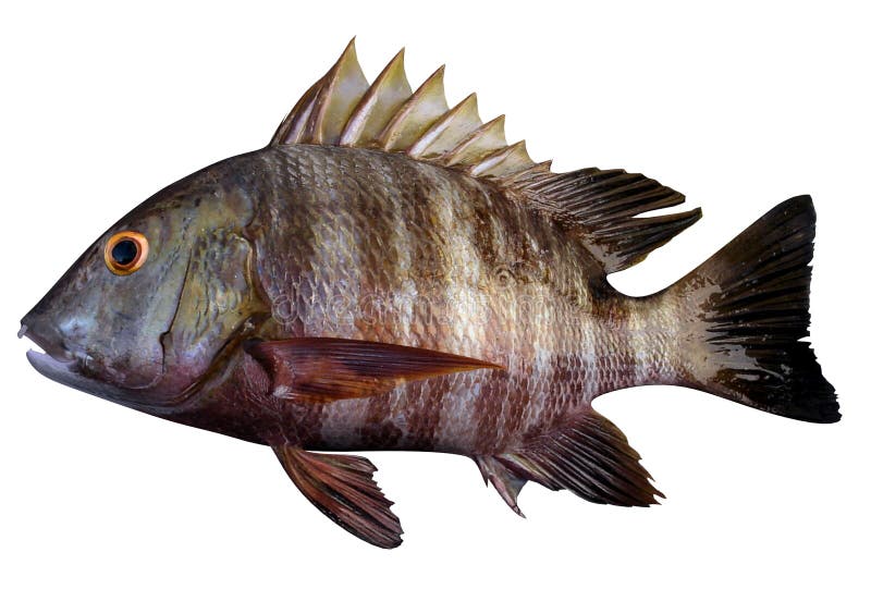 Barred Pargo stock illustration. Illustration of diet - 113335221