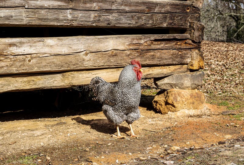 Barred Plymouth Rock Chicken Stock Photo - Image of rock, wood: 236387210