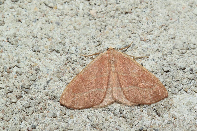 Barred red moth stock photo. Image of moth, wall, adult - 256778942