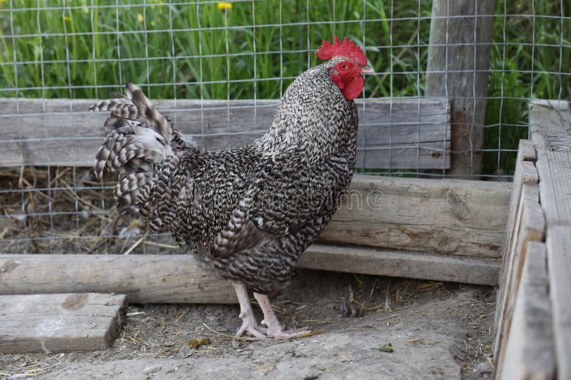 Barred Rock Chicken in a Chicken Coop Stock Image - Image of farmyard ...