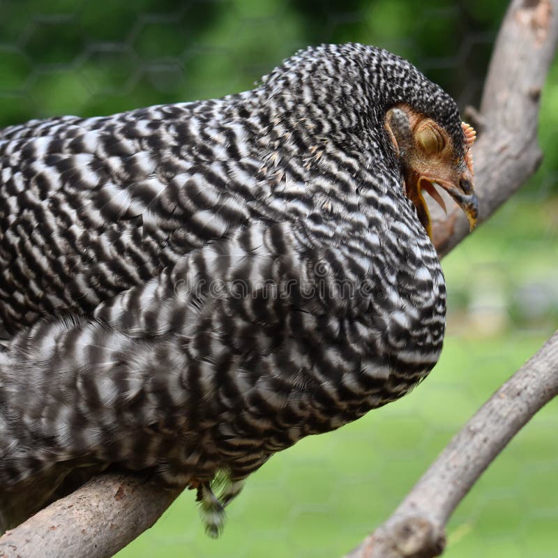 Barred Rock Hen stock photo. Image of birds, barred, barnyard - 95051990