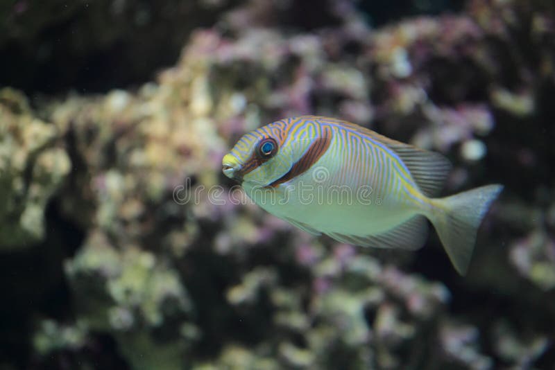 Barred spinefoot stock photo. Image of nature, mackerel - 28414130