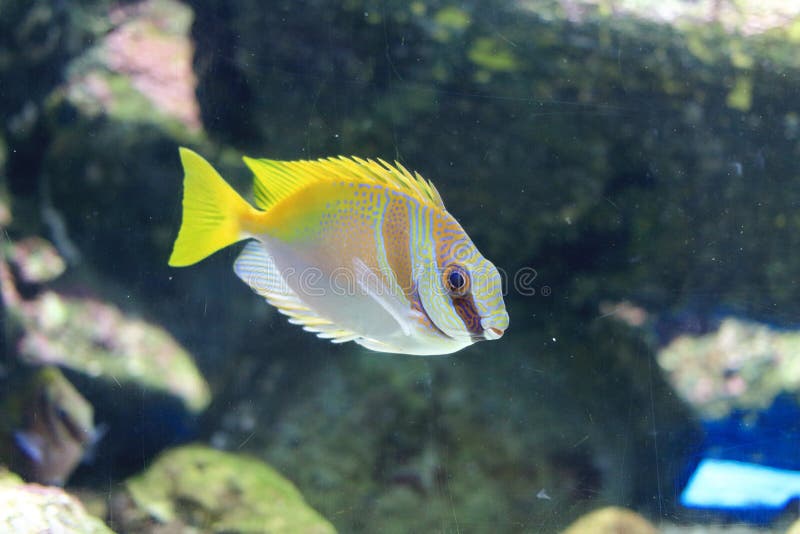 Barred Spinefoot, Scribbled Rabbitfish, Pencil-streaked Rabbitfish ...