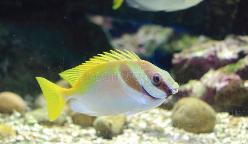 Barred Spinefoot, Scribbled Rabbitfish, Pencil-streaked Rabbitfish ...