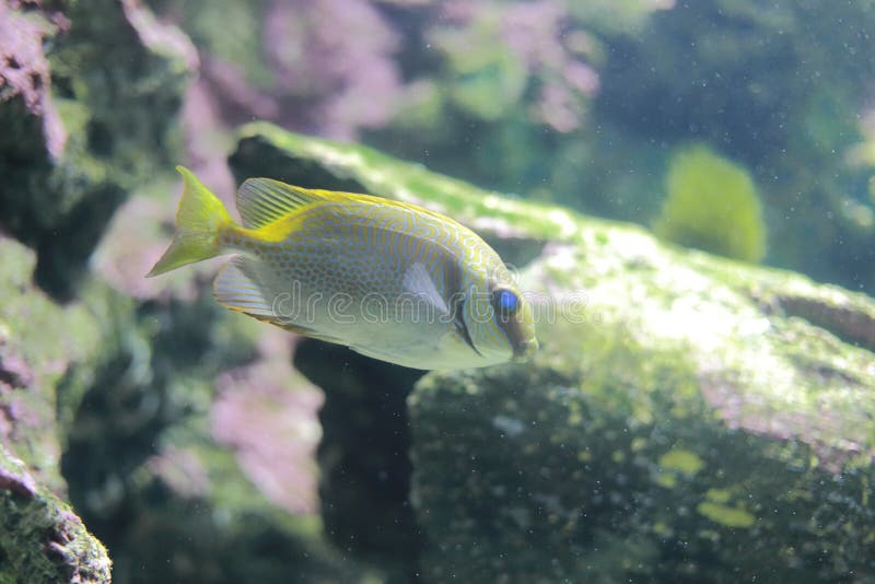 Siganus Doliatus or Barred Spinefoot or Scribbled Rabbitfish or Pencil ...