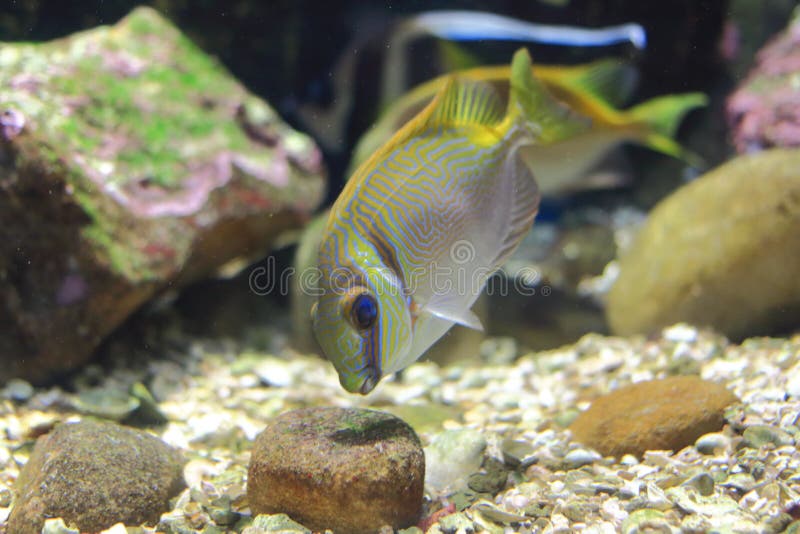 Barred Spinefoot, Scribbled Rabbitfish, Pencil-streaked Rabbitfish ...