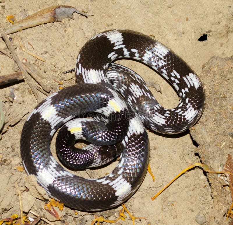 Barred wolf snake stock photo. Image of small, wolf, jungle - 70615878