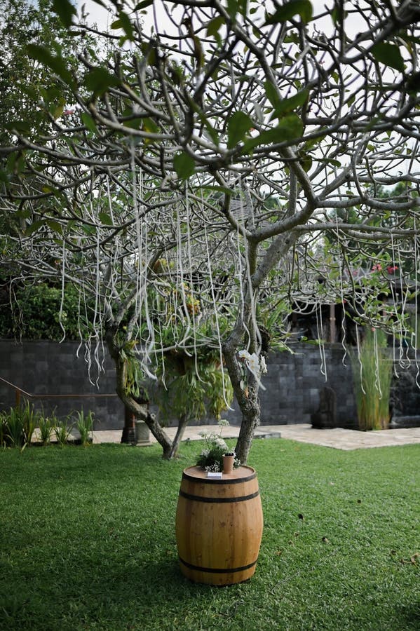 A Barrel As a Decoration for an Event in the Garden Under a Tree Stock ...