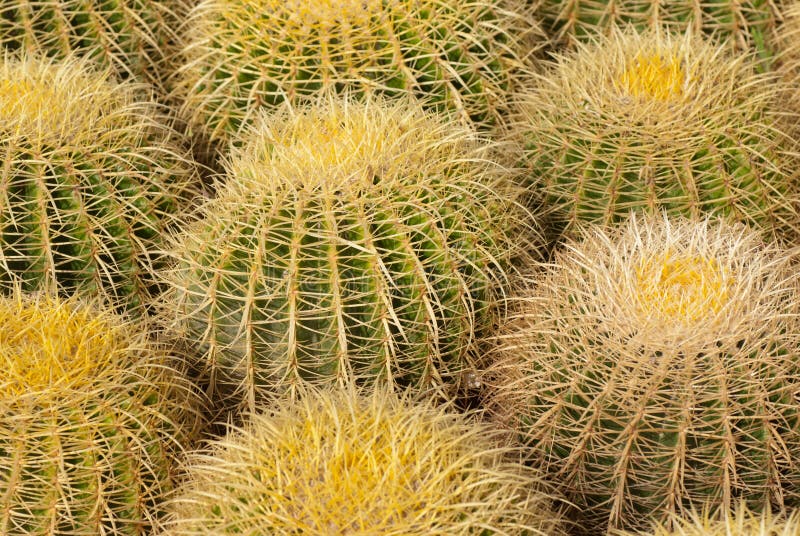 Barrel cacti stock image. Image of mexican, production - 20184419