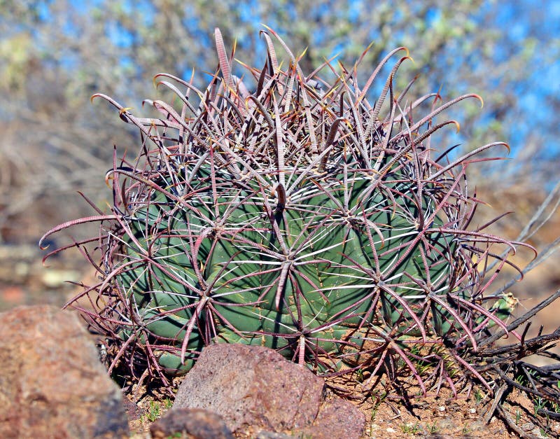 Barrel cactus stock image. Image of barrel, desert, ferocactus - 28669229