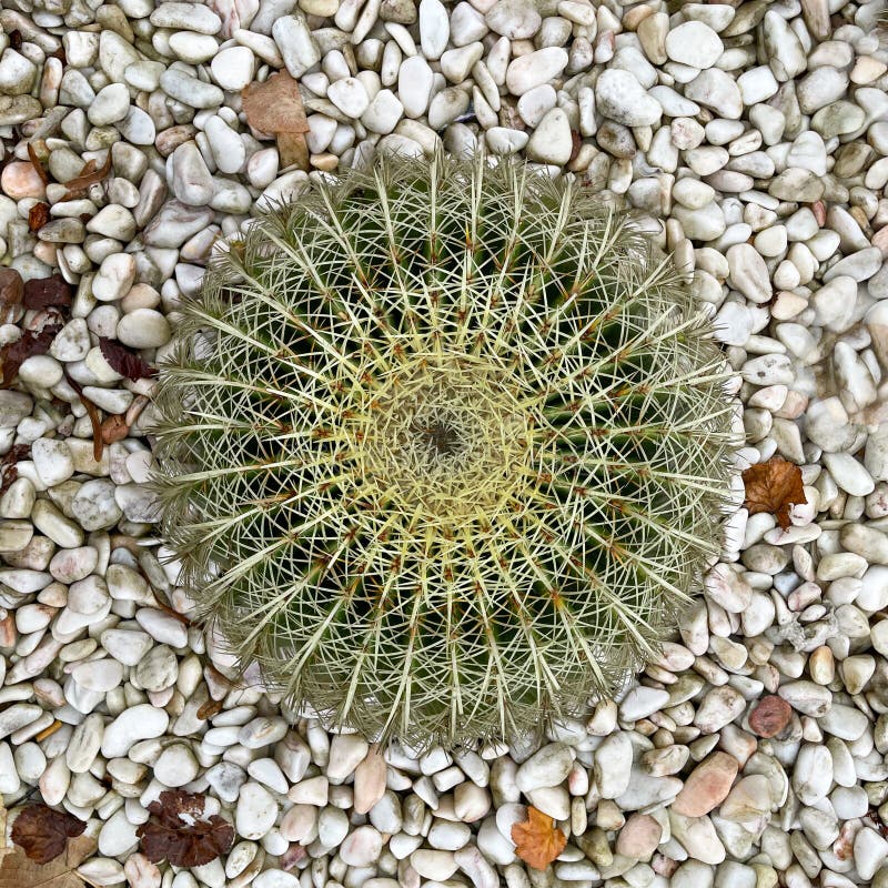 Barrel Cactus from Above, Growing in White Pebbles. Stock Photo - Image ...