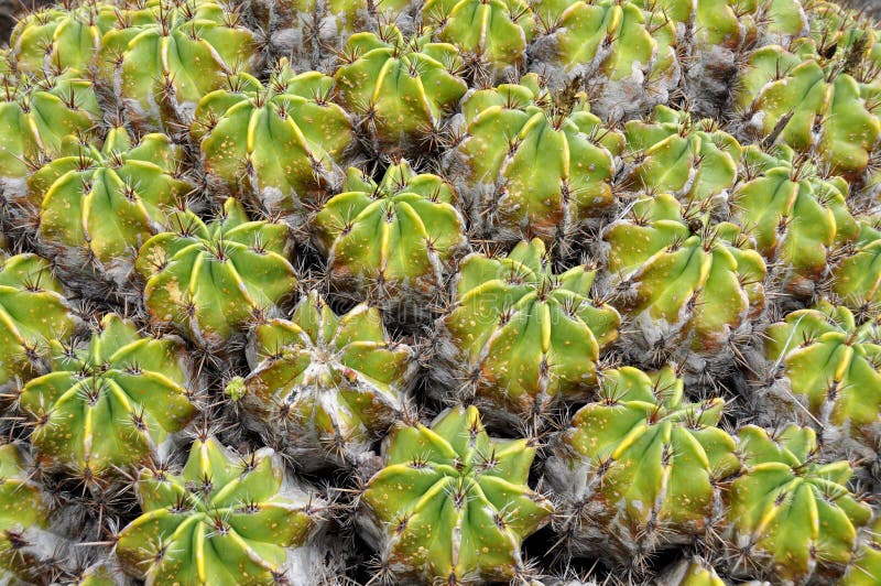 Barrel cactus stock image. Image of defence, plant, spikes - 44981637