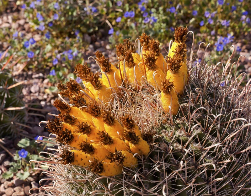 Barrel Cactus Blue Flowers Desert Botanical Garden Stock Photo - Image ...