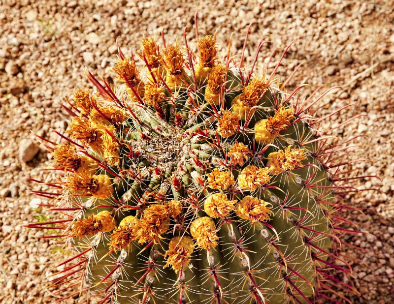 Barrel Cactus Desert Botanical Garden Stock Image - Image of cactus ...